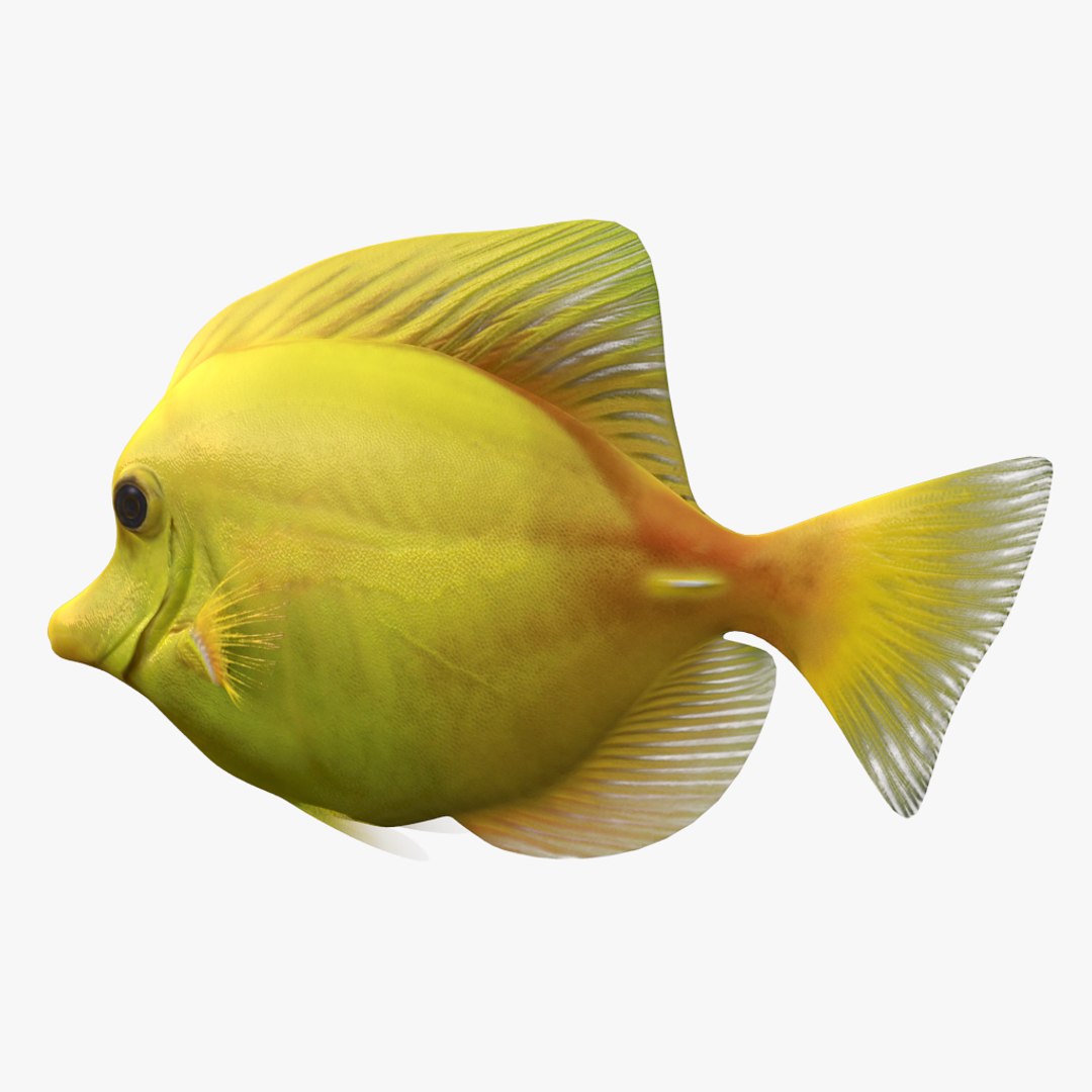 3D Yellow Tang - TurboSquid 1280908