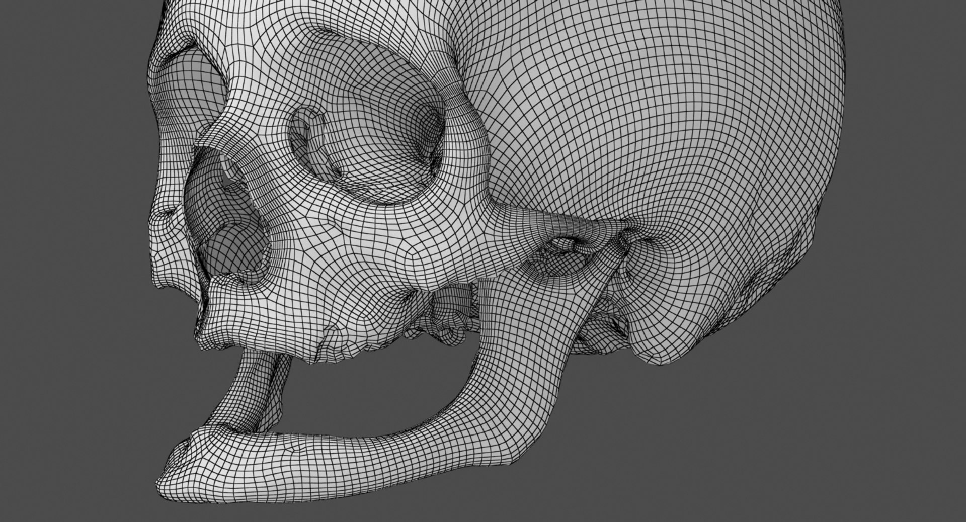 real human skull scan 3d model