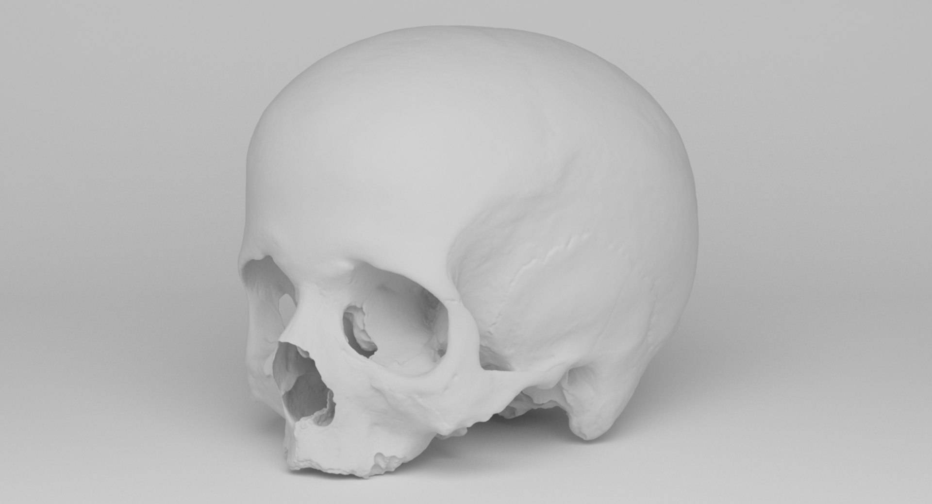 real human skull scan 3d model
