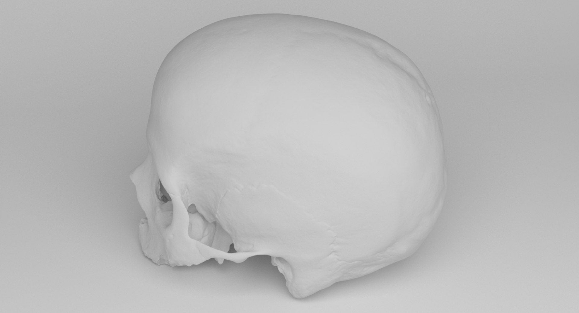 real human skull scan 3d model
