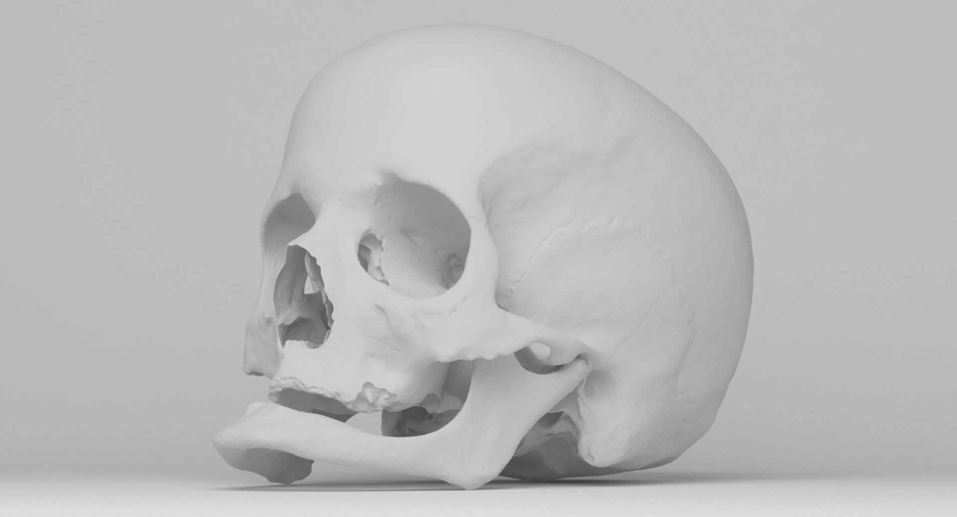 real human skull scan 3d model