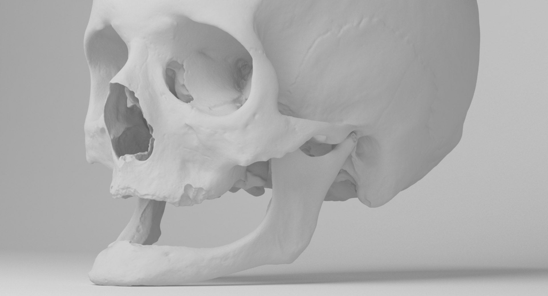 real human skull scan 3d model