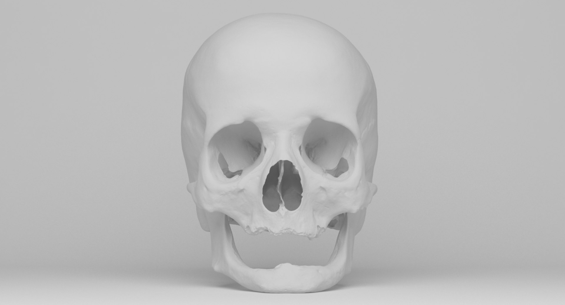 real human skull scan 3d model