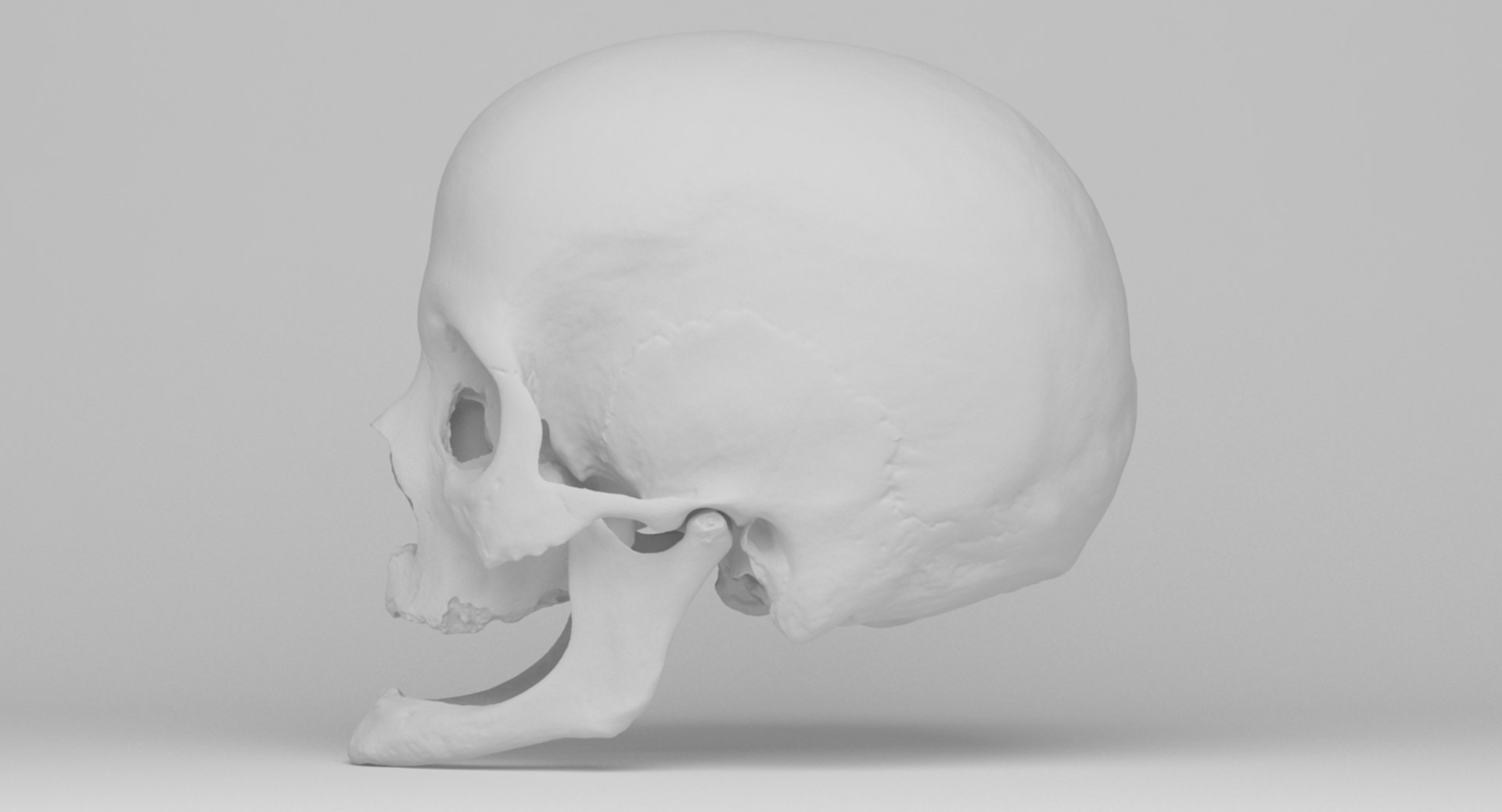 real human skull scan 3d model