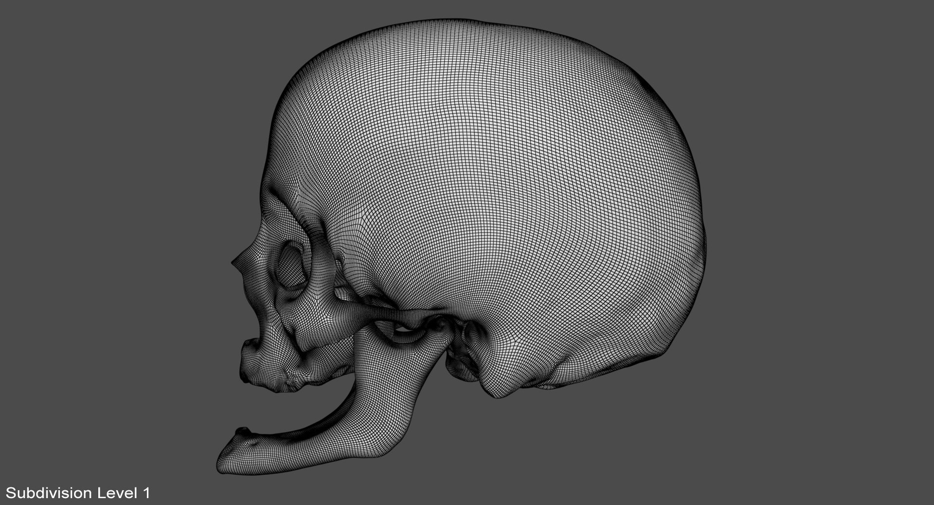 real human skull scan 3d model