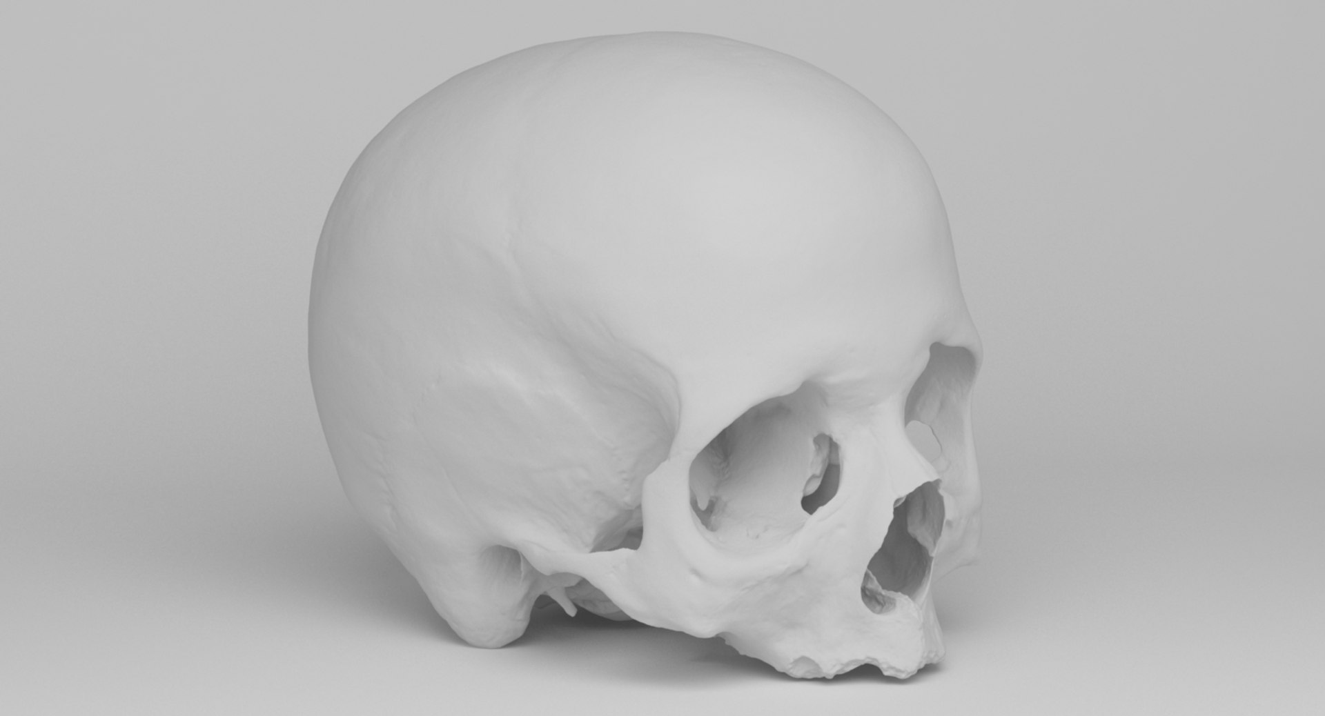 real human skull scan 3d model