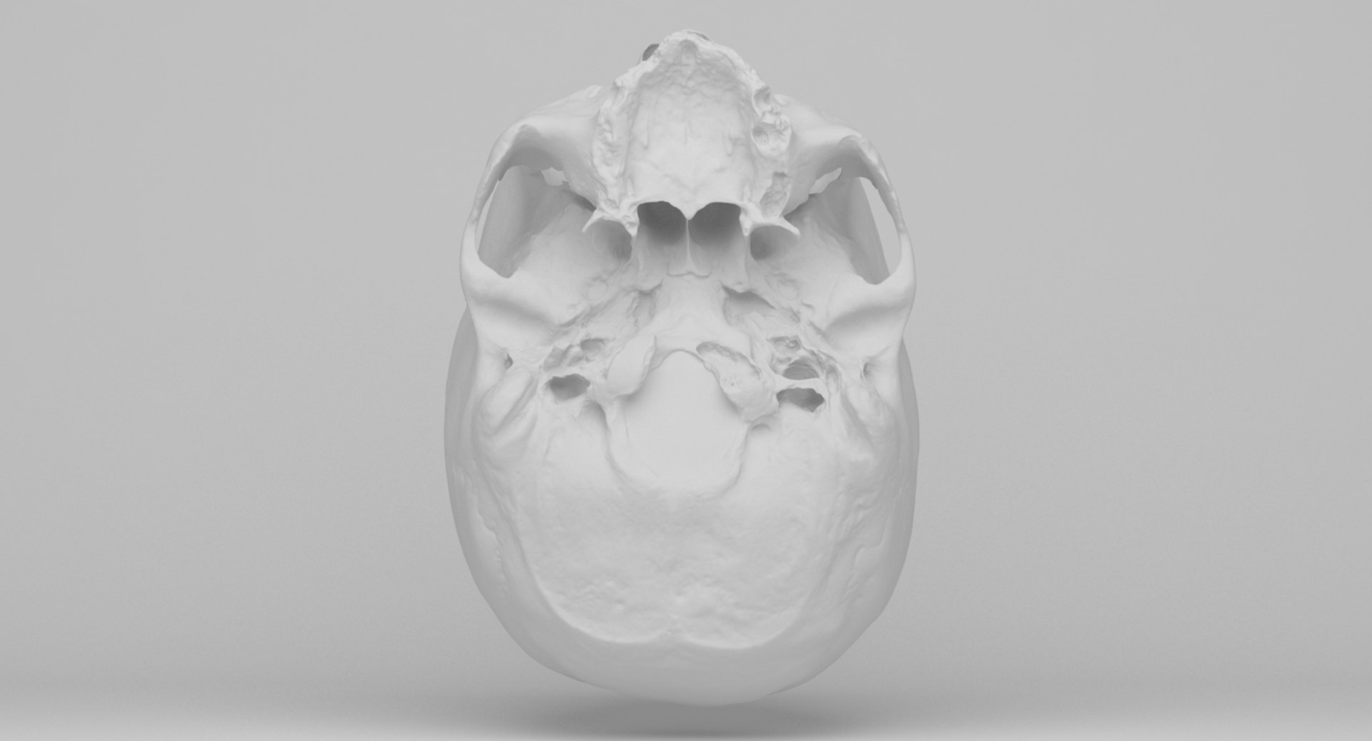 real human skull scan 3d model