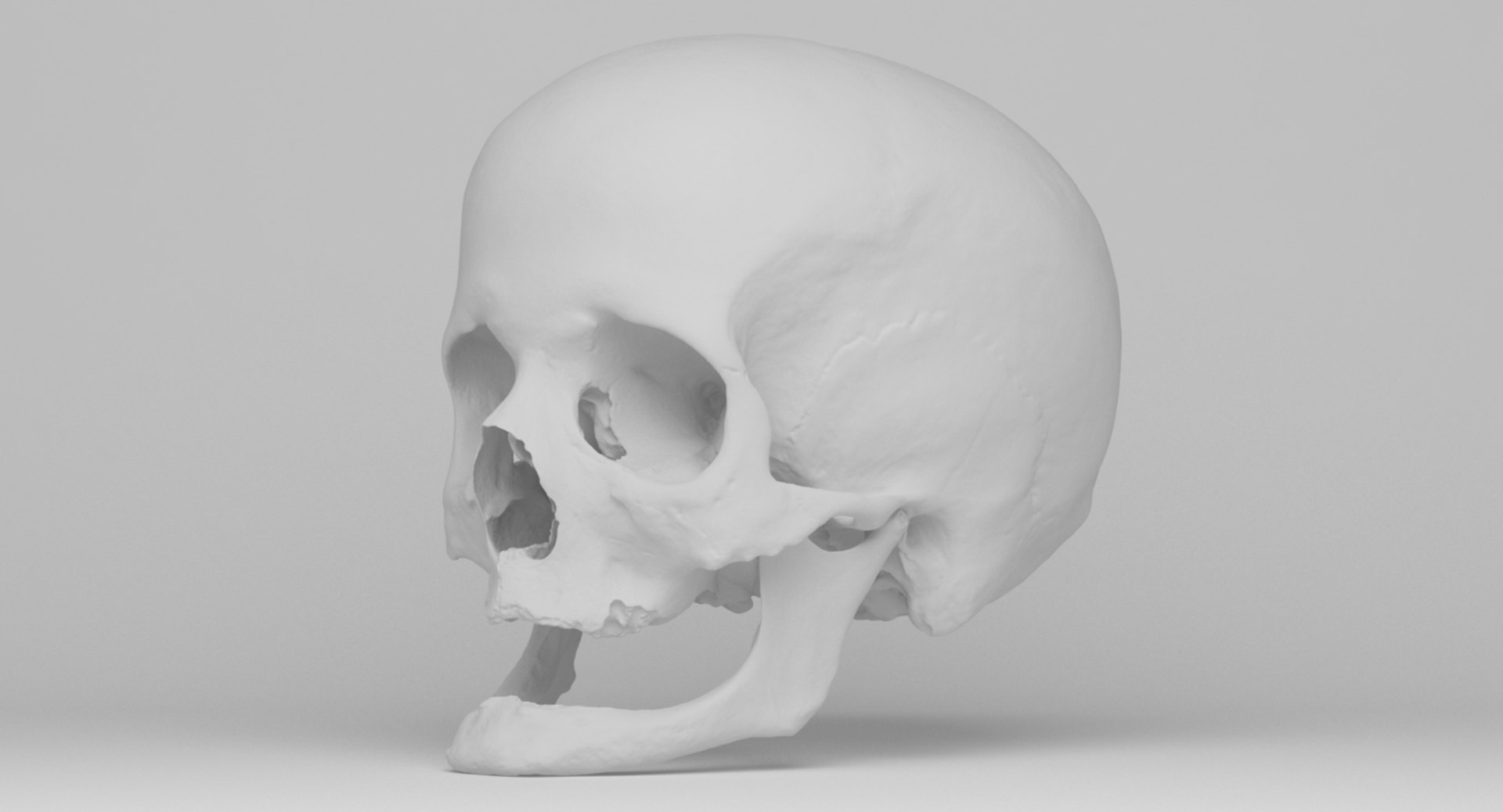 real human skull scan 3d model