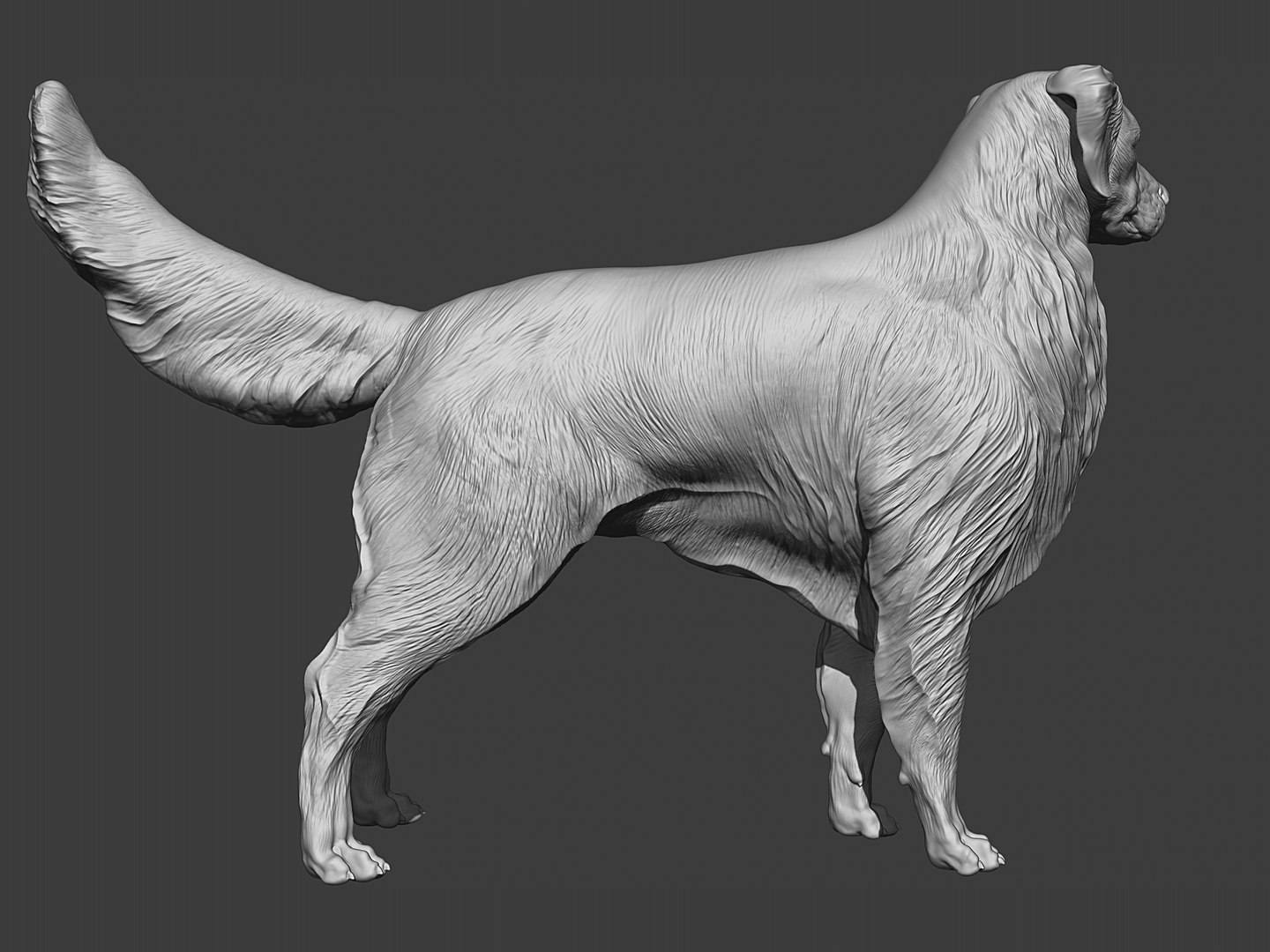 Golden Retrieve 3D Model - TurboSquid 2157272