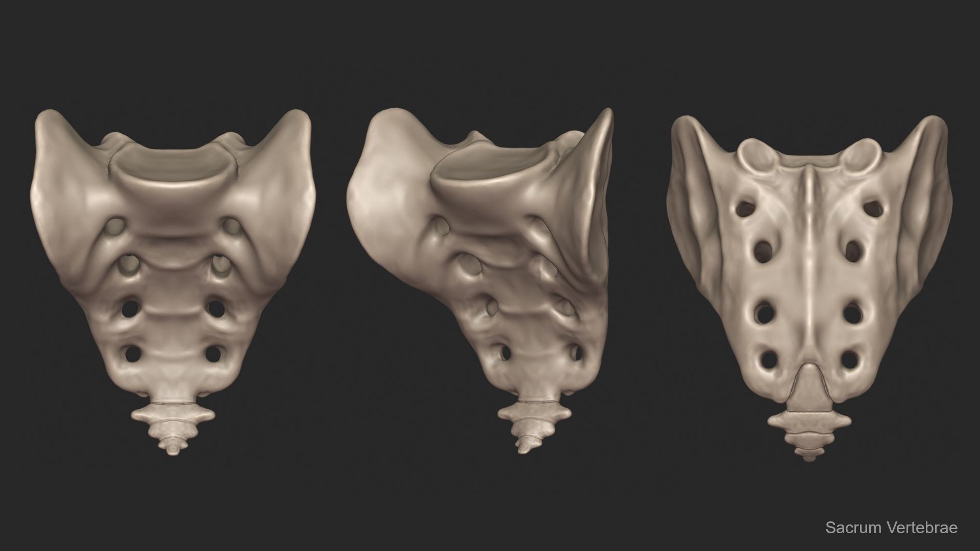 3D skeletal torso model - TurboSquid 1452319