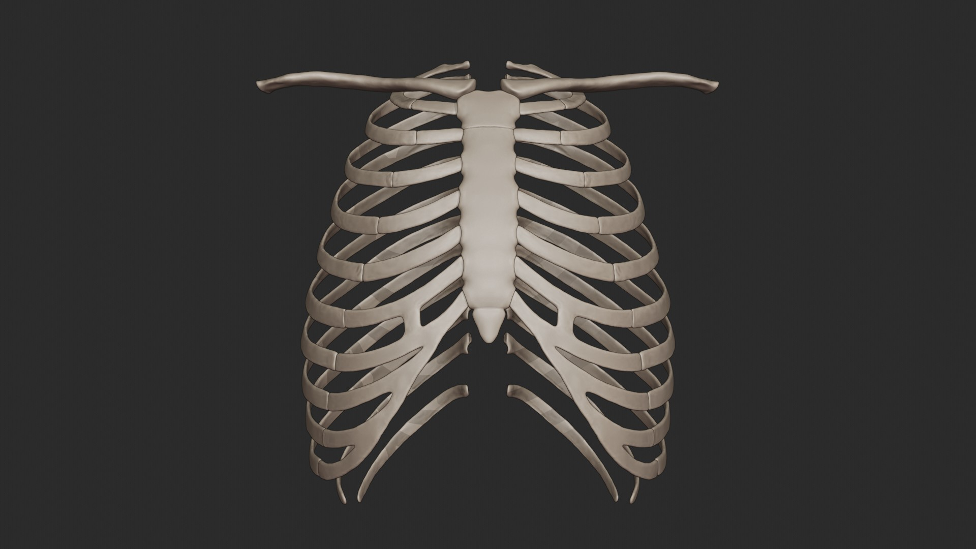 3D Skeletal Torso Model - TurboSquid 1452319