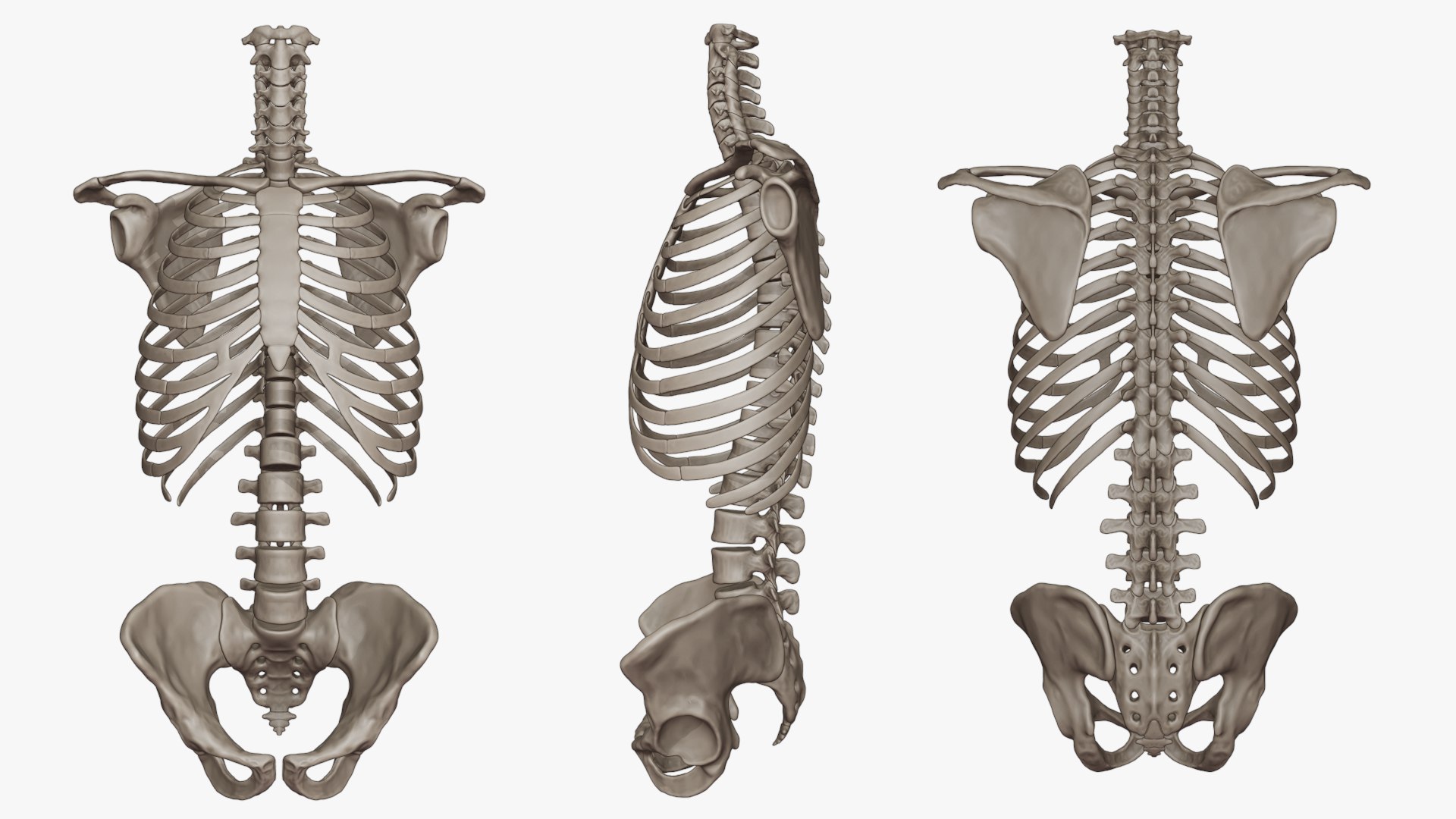 3D Skeletal Torso Model - TurboSquid 1452319