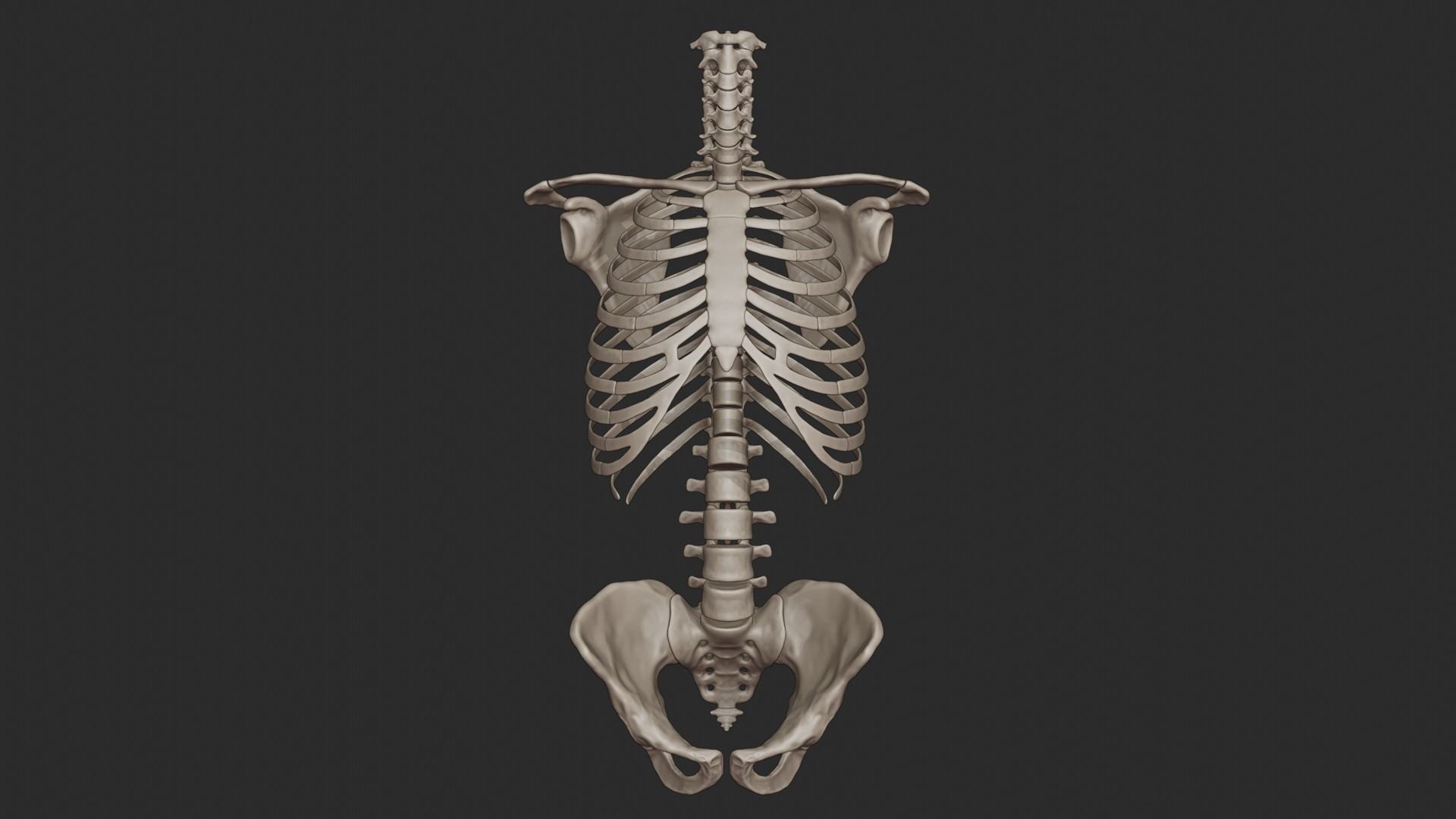 3D Skeletal Torso Model - TurboSquid 1452319