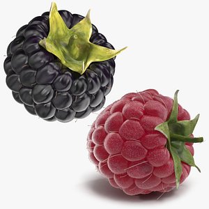 3D raspberry realistic real - TurboSquid 1404425
