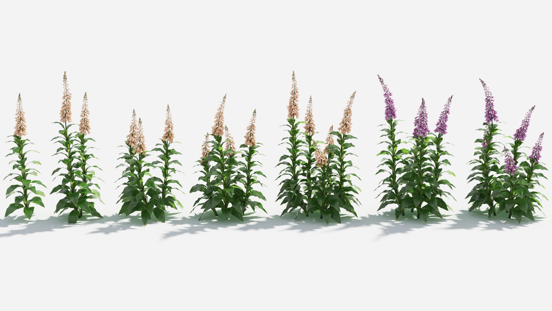 Digitalis Purpurea 3D Model - TurboSquid 1960750
