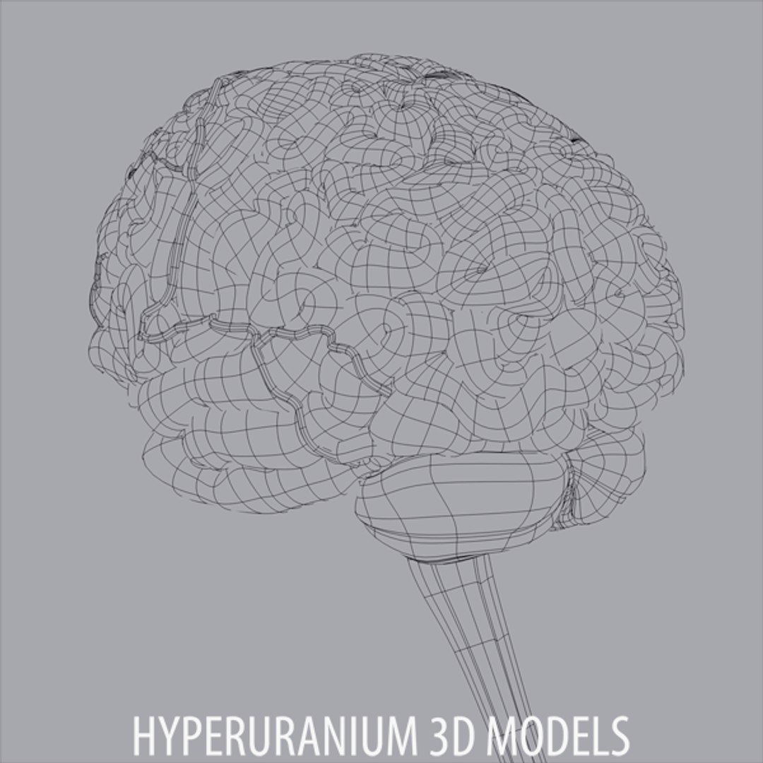 Brain Cerebrum 3d Model