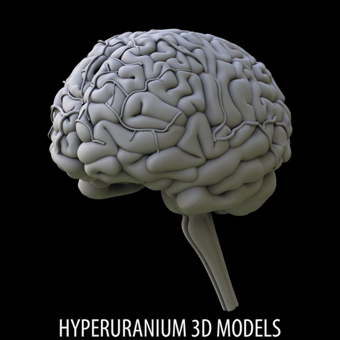 Brain Cerebrum 3d Model