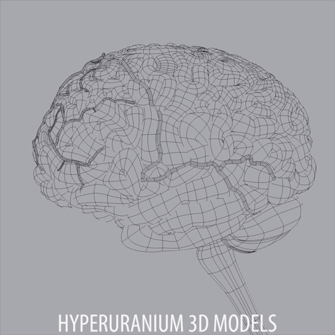 Brain Cerebrum 3d Model
