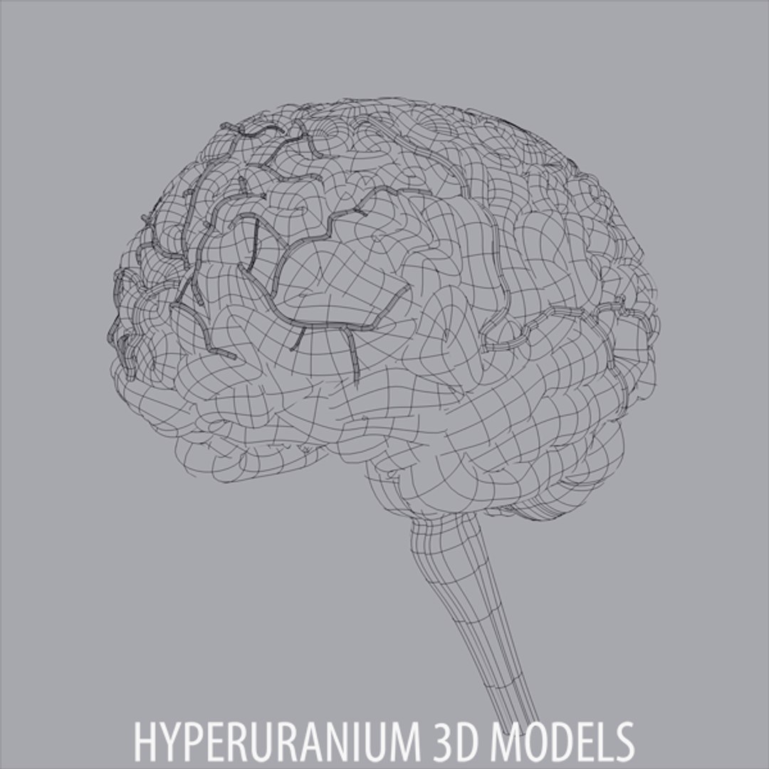 Brain Cerebrum 3d Model