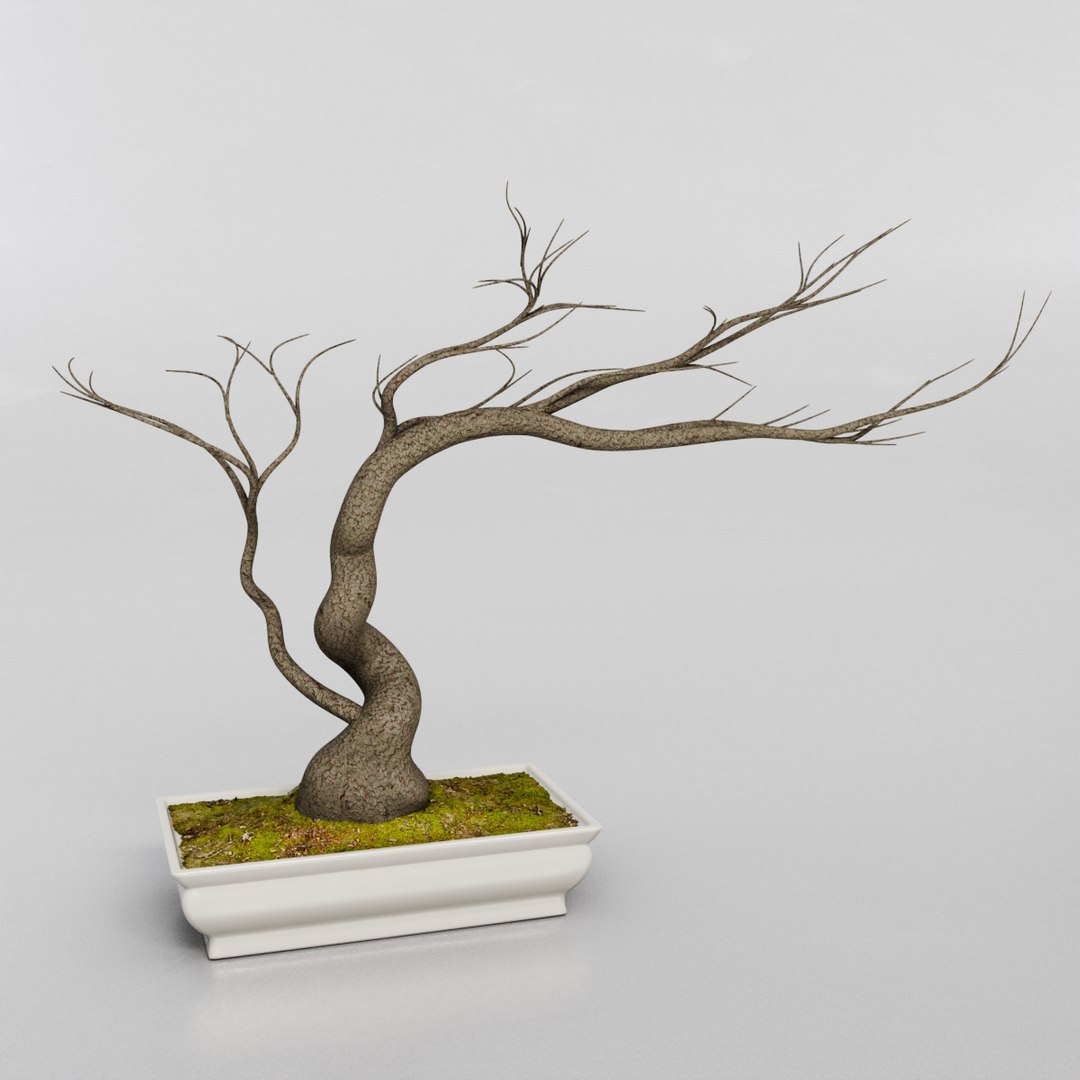 Bonsai Dry Tree Model - TurboSquid 2341997