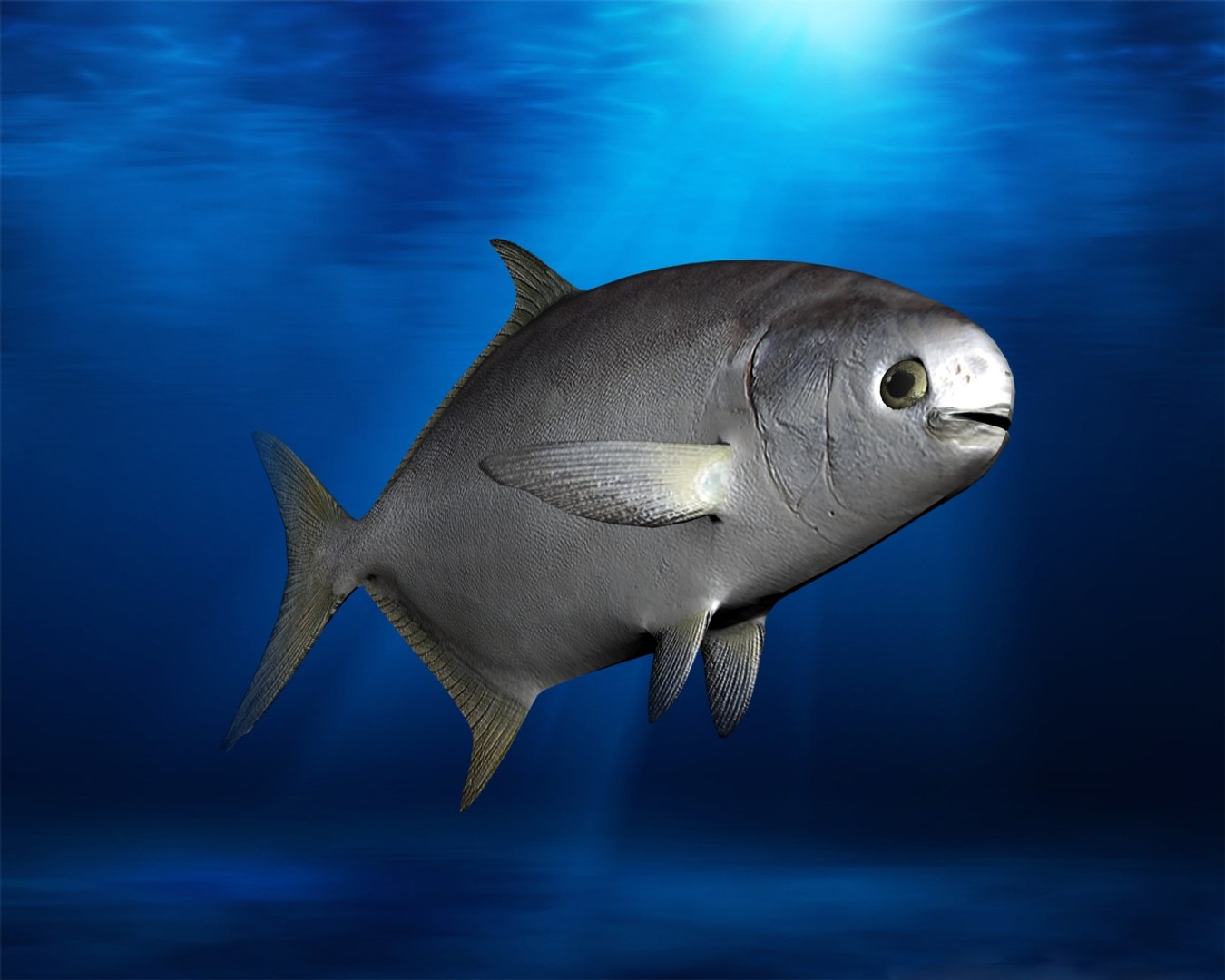 pompano fish 3d 3ds