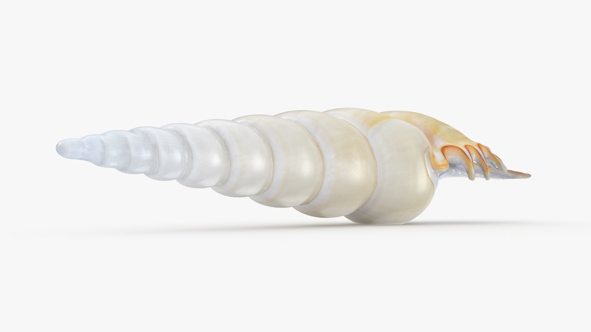 Tibia Fusus 3D Model - TurboSquid 2189826