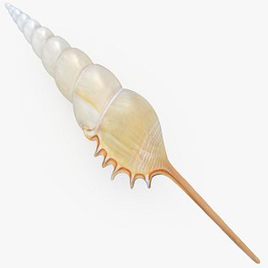 Seashell 3D Models for Download | TurboSquid