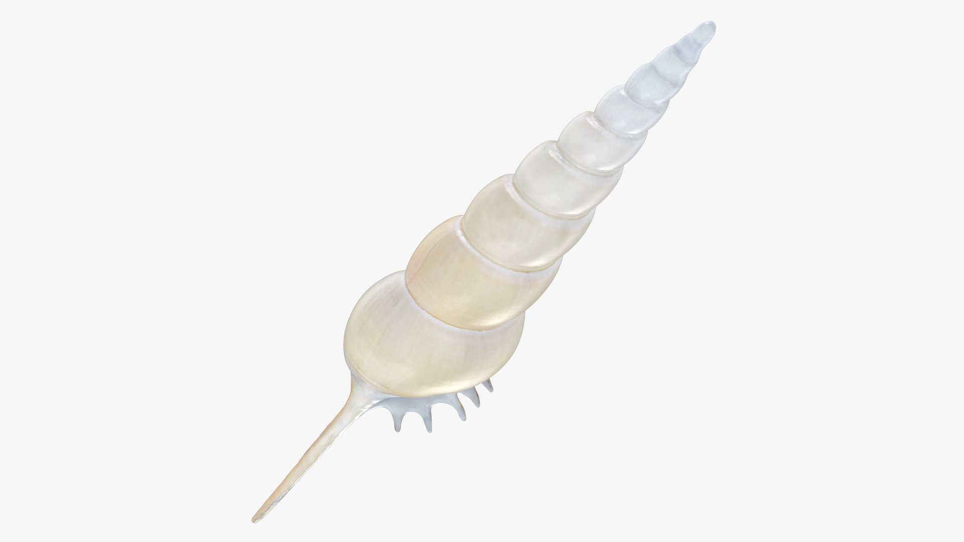 Tibia Fusus 3D Model - TurboSquid 2189826