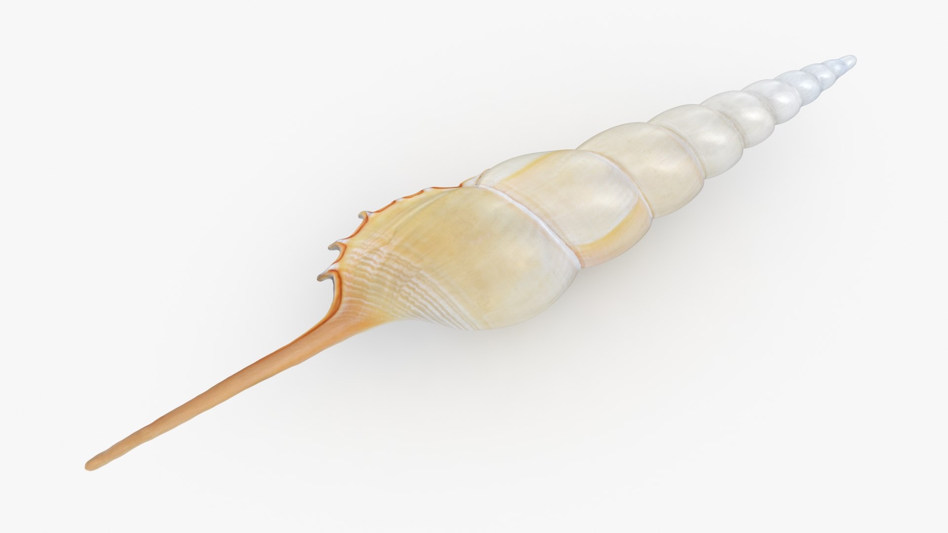 Tibia Fusus 3D Model - TurboSquid 2189826