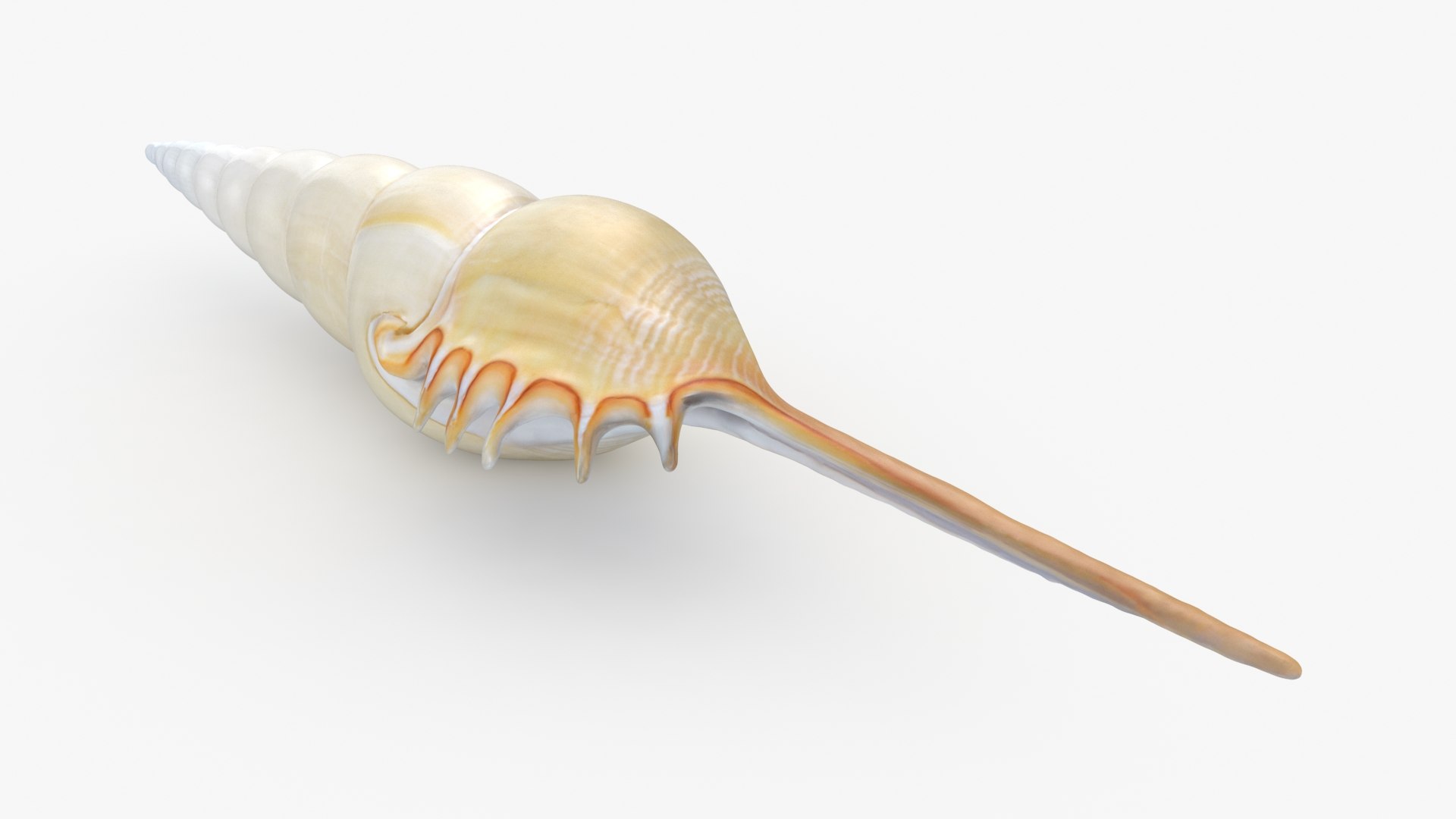 Tibia Fusus 3D Model - TurboSquid 2189826