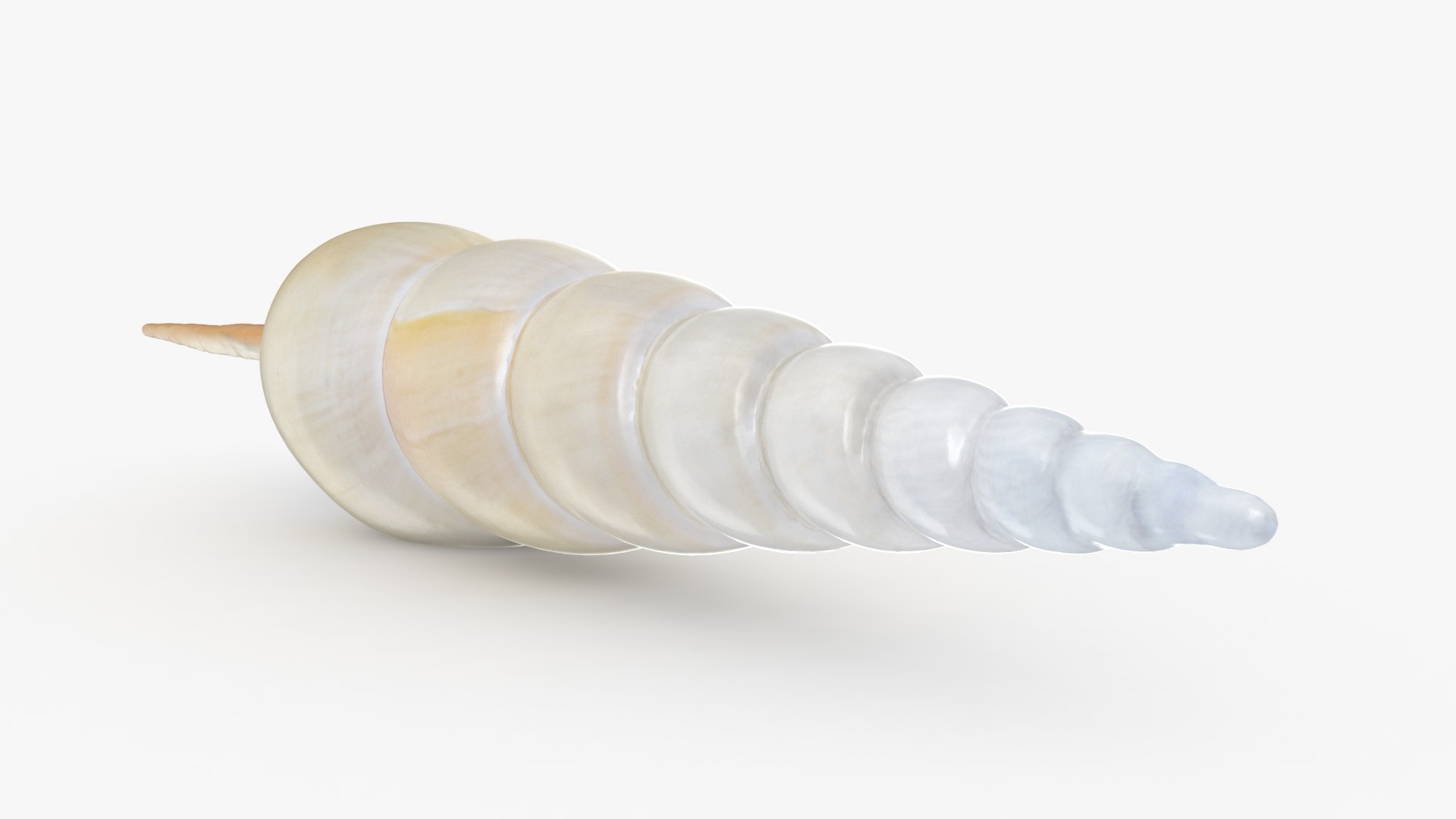 Tibia Fusus 3D Model - TurboSquid 2189826