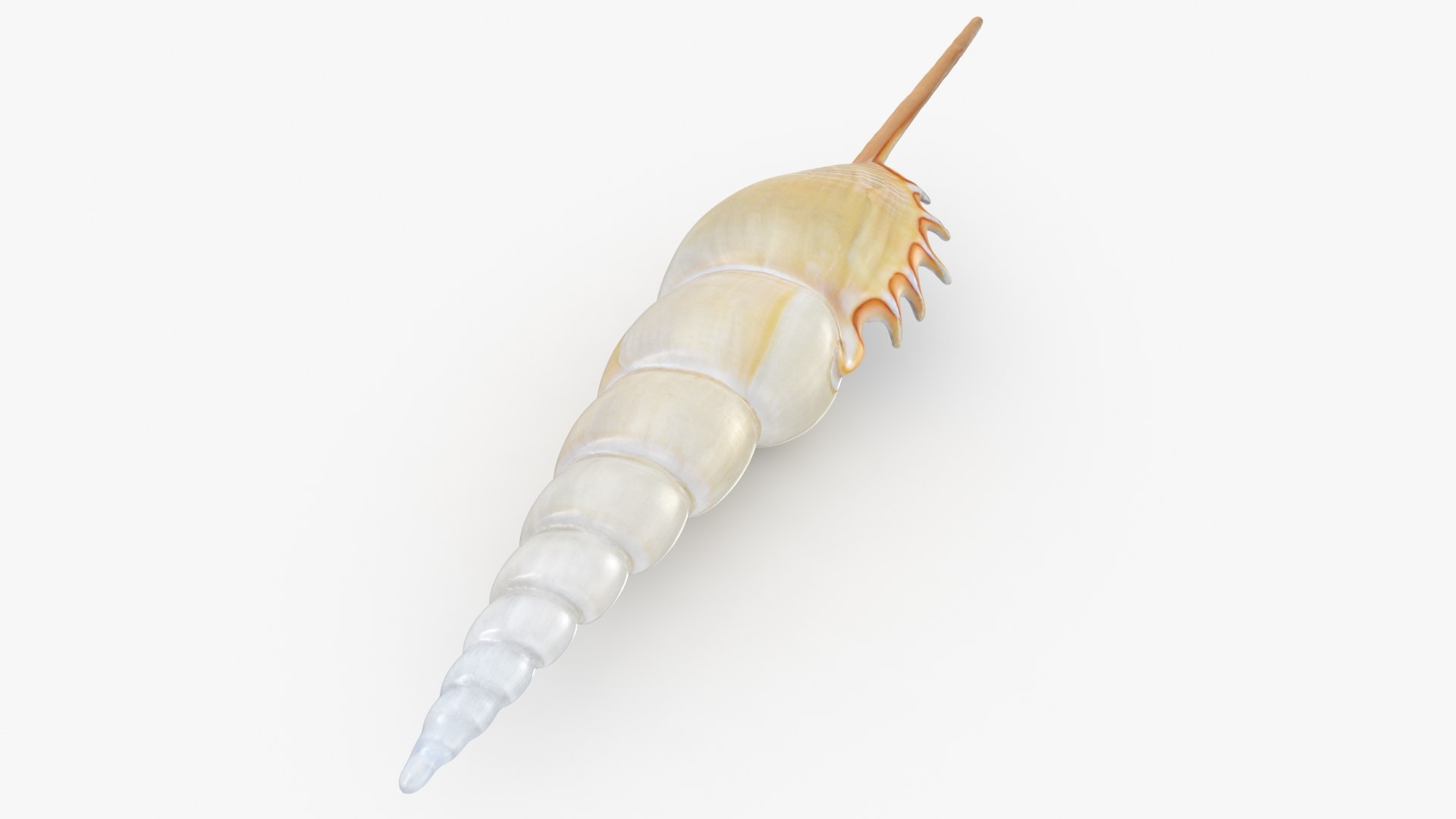 Tibia Fusus 3D Model - TurboSquid 2189826
