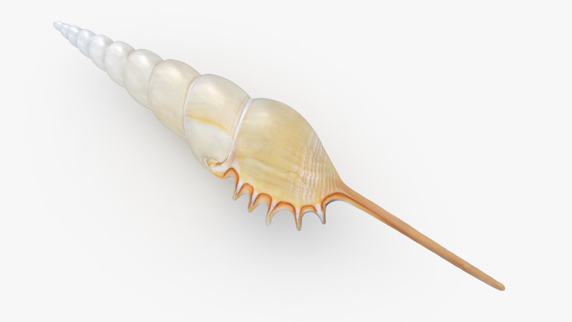 Tibia Fusus 3D Model - TurboSquid 2189826
