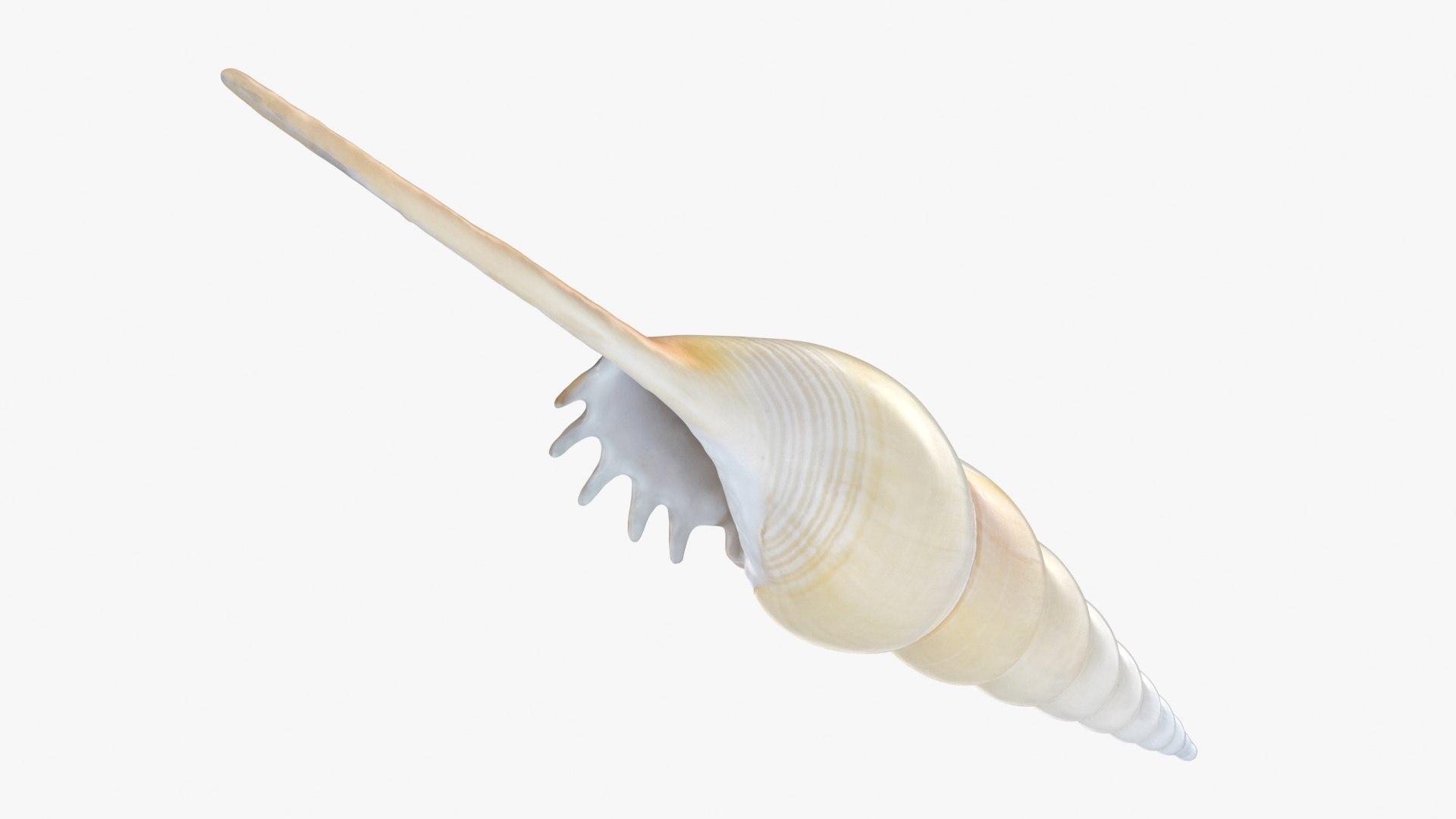 Tibia Fusus 3D Model - TurboSquid 2189826