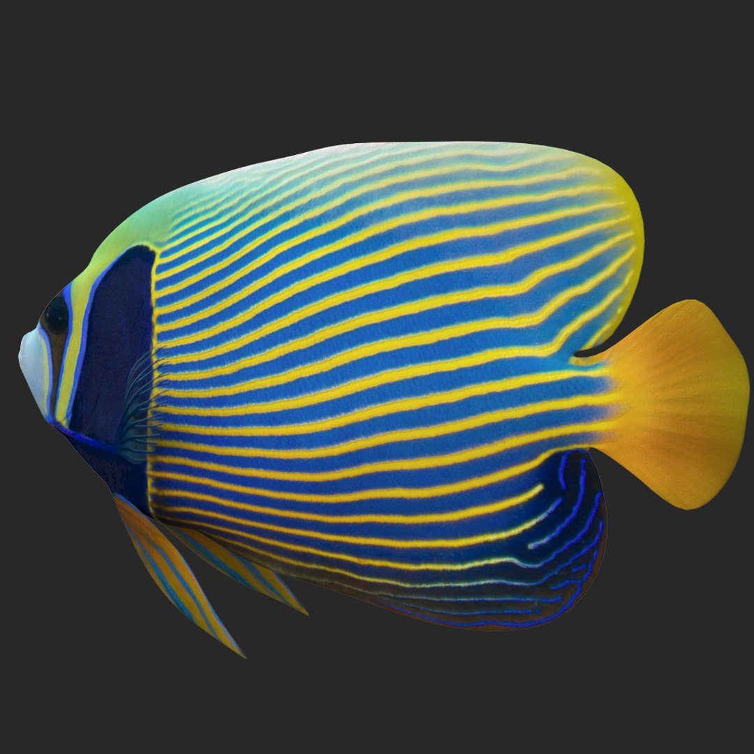 3D batterfly imperator fish - TurboSquid 1294443