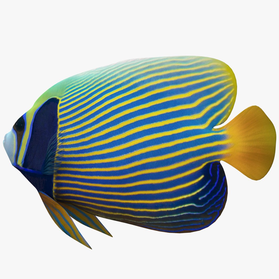 3D Batterfly Imperator Fish - TurboSquid 1294443