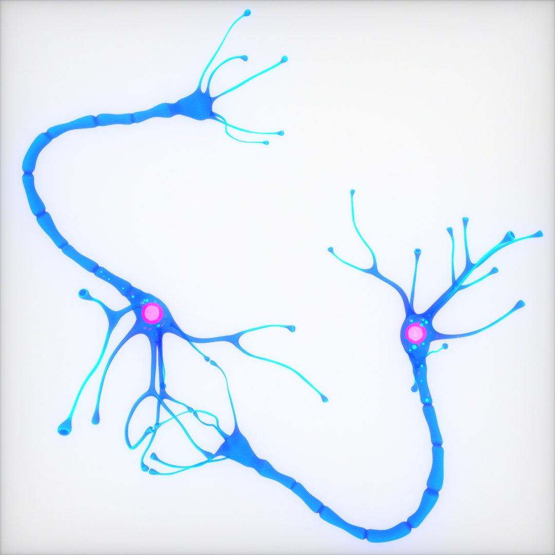 3D Model Nerve Cell Anatomy Details - TurboSquid 1515693