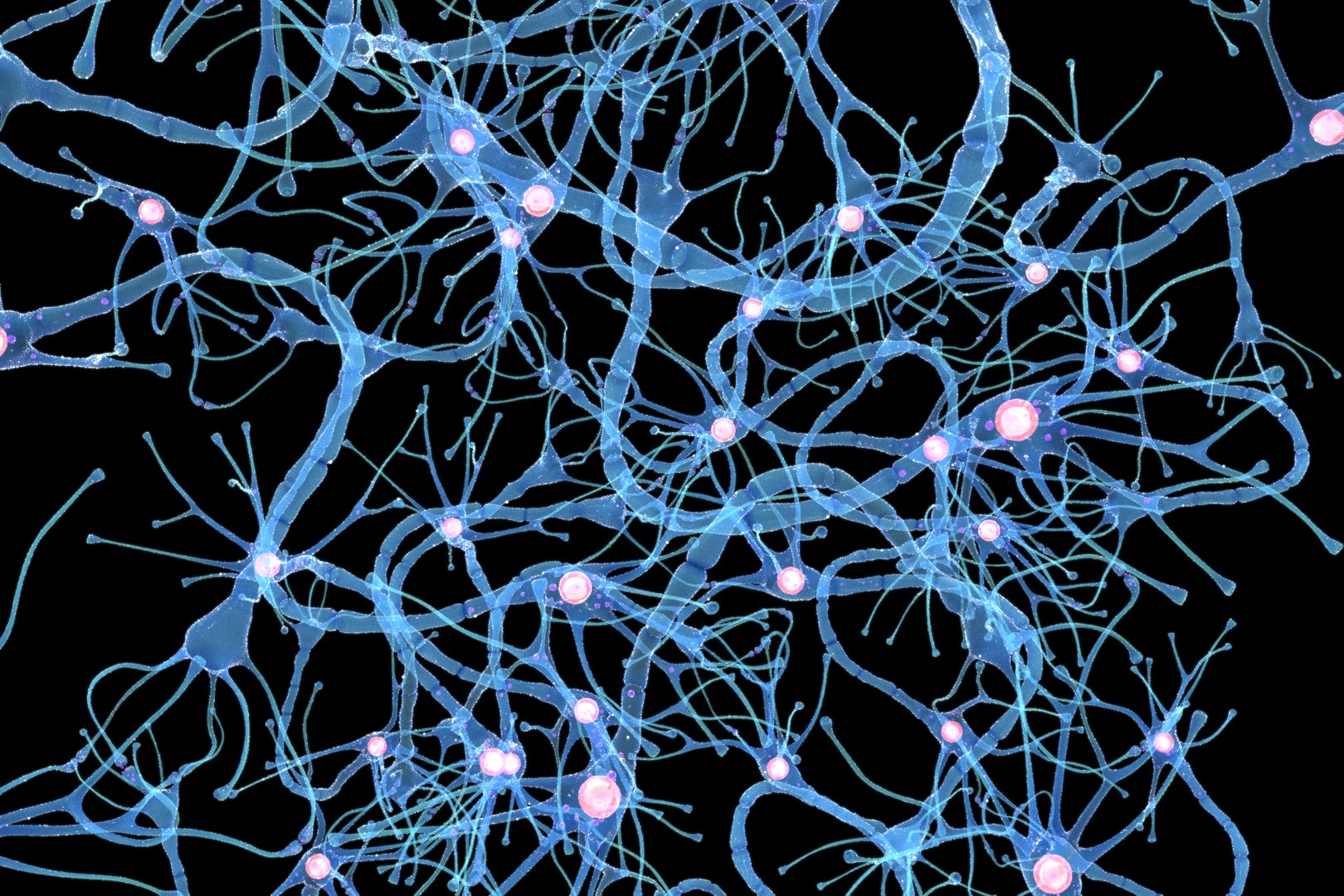 3D Model Nerve Cell Anatomy Details - TurboSquid 1515693
