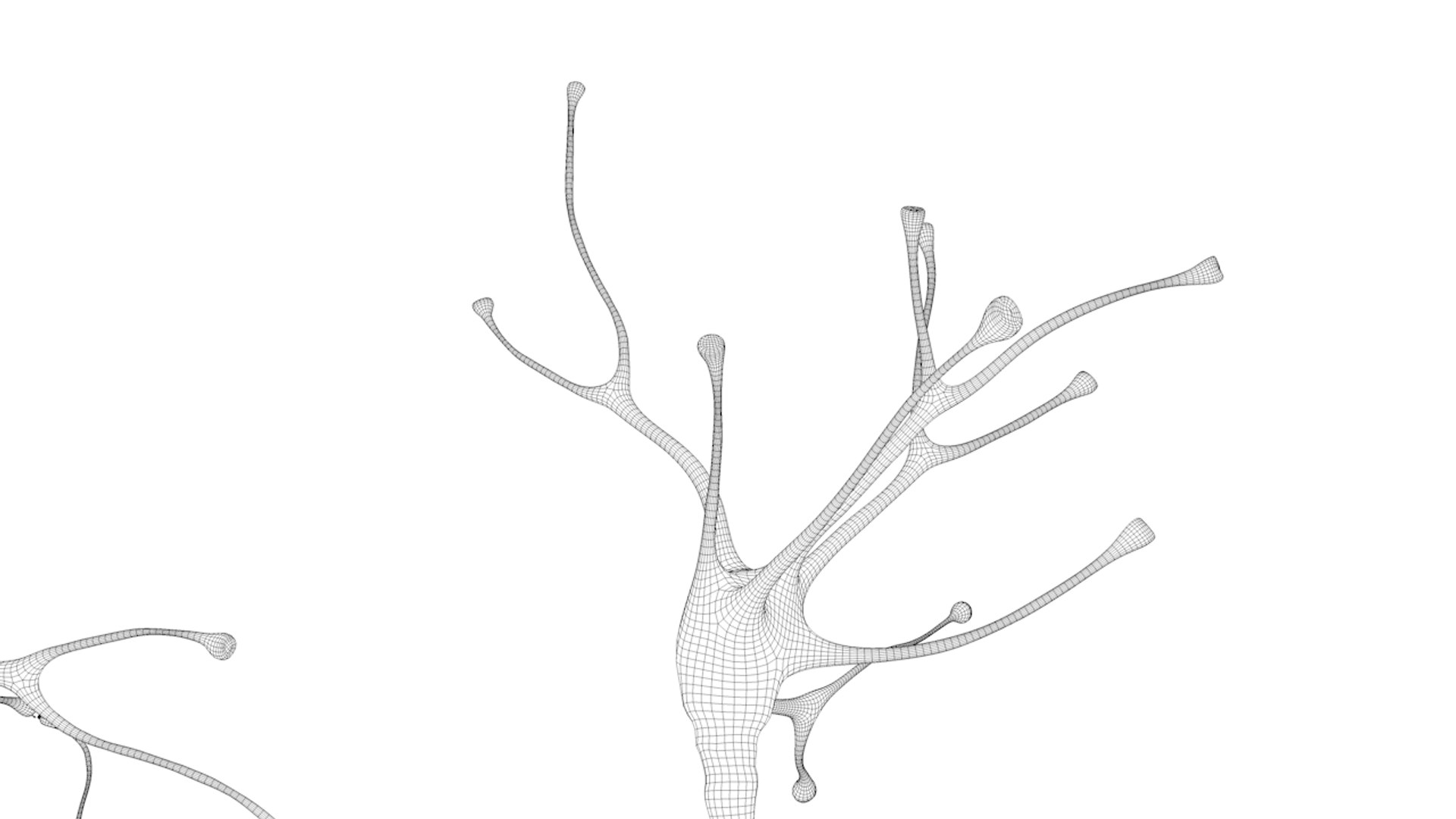 3D Model Nerve Cell Anatomy Details - TurboSquid 1515693
