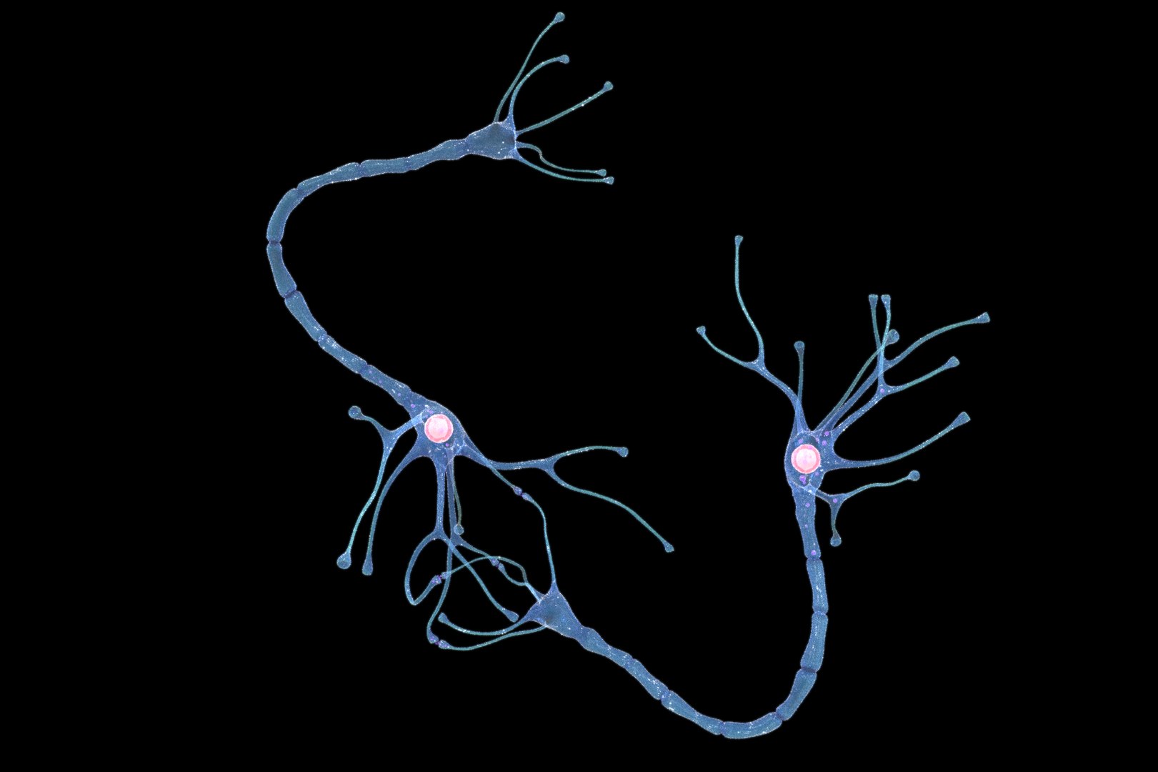 3D Model Nerve Cell Anatomy Details - TurboSquid 1515693