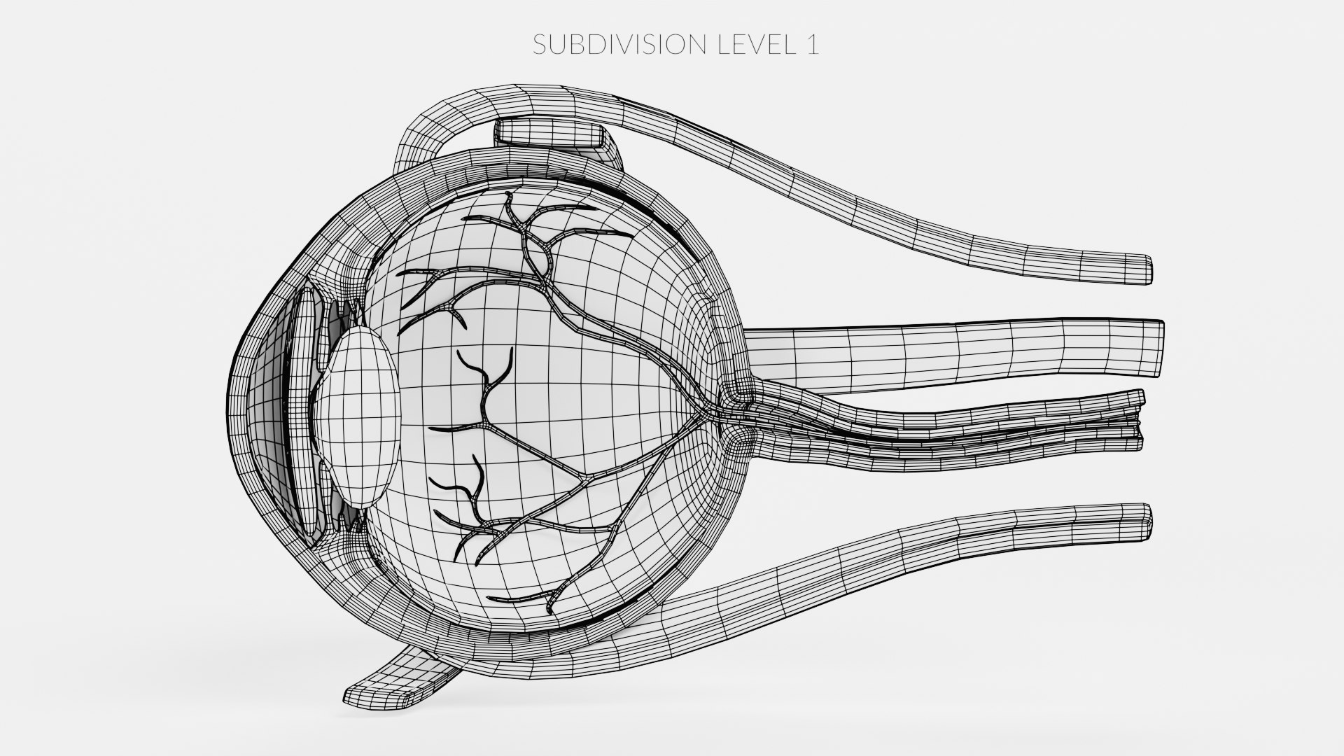 Eye Cross Section 3D Model - TurboSquid 1648860