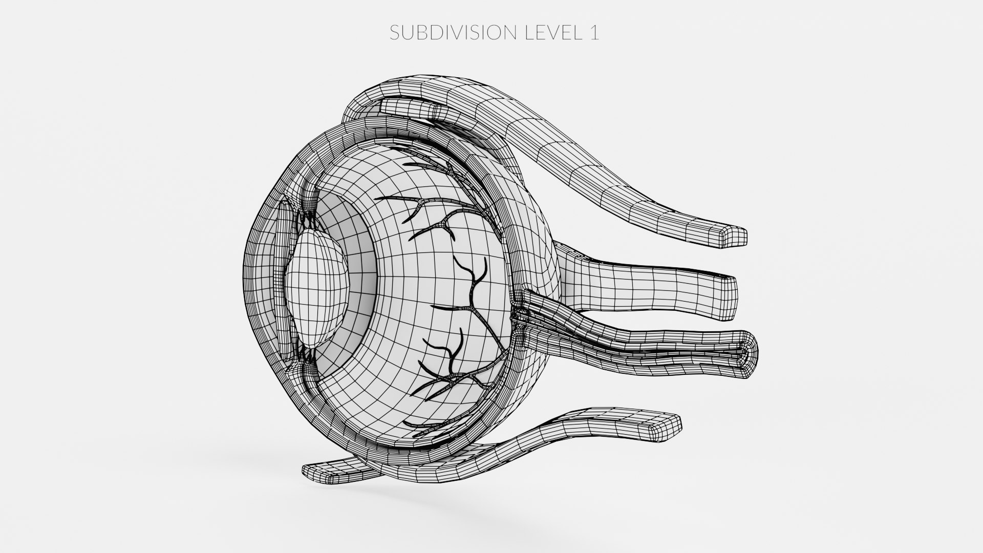 Eye Cross Section 3D Model - TurboSquid 1648860
