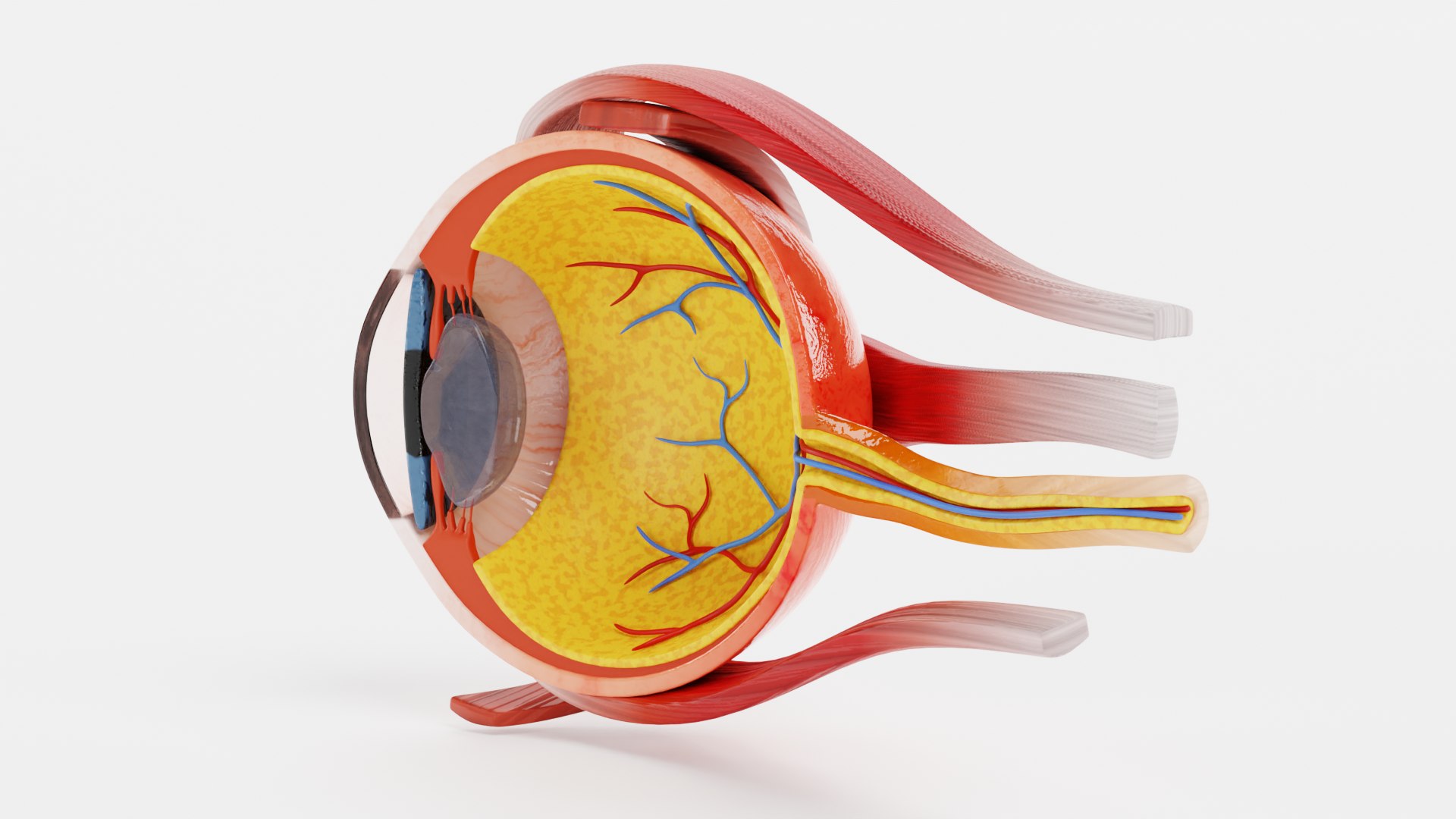 Eye Cross Section 3D Model - TurboSquid 1648860