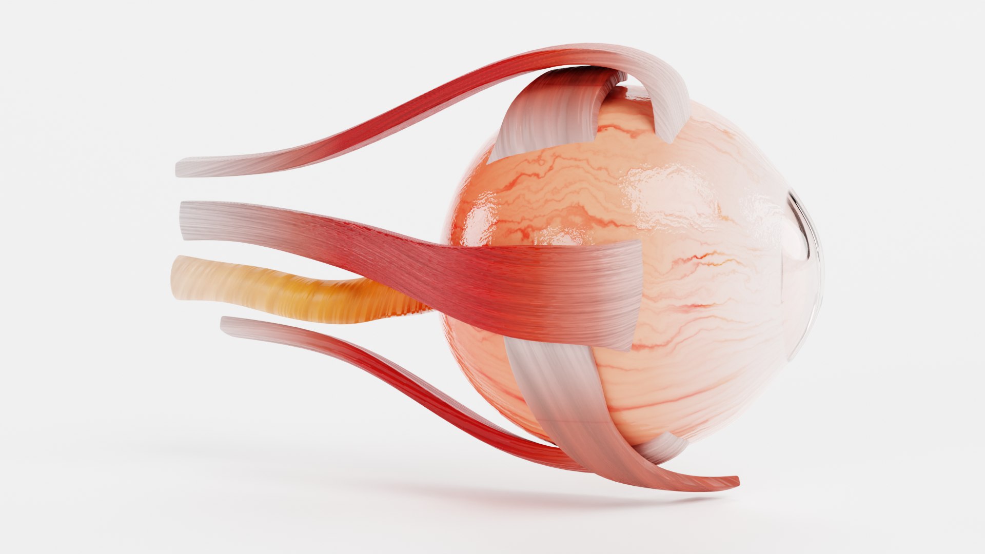 Eye Cross Section 3D Model - TurboSquid 1648860