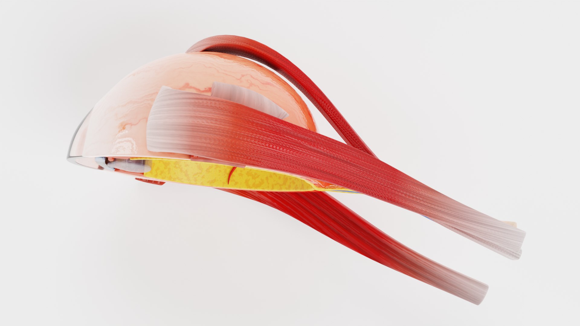 Eye Cross Section 3D Model - TurboSquid 1648860