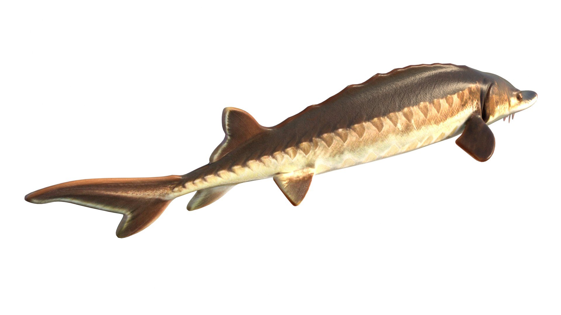3D Model Atlantic Sturgeon Fish - TurboSquid 2511512