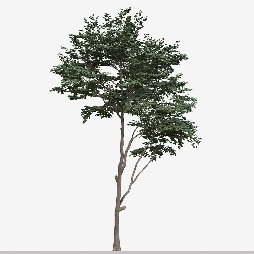 3D Set of Tilia amurensis or Amur linden TreesA model - TurboSquid 1970127