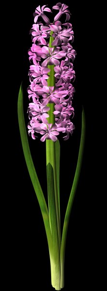 Hyacinth 3D Models for Download | TurboSquid