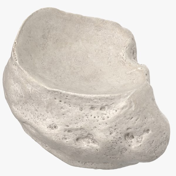 modelo 3d Hueso Navicular Real 01 Blanco - TurboSquid 1541042