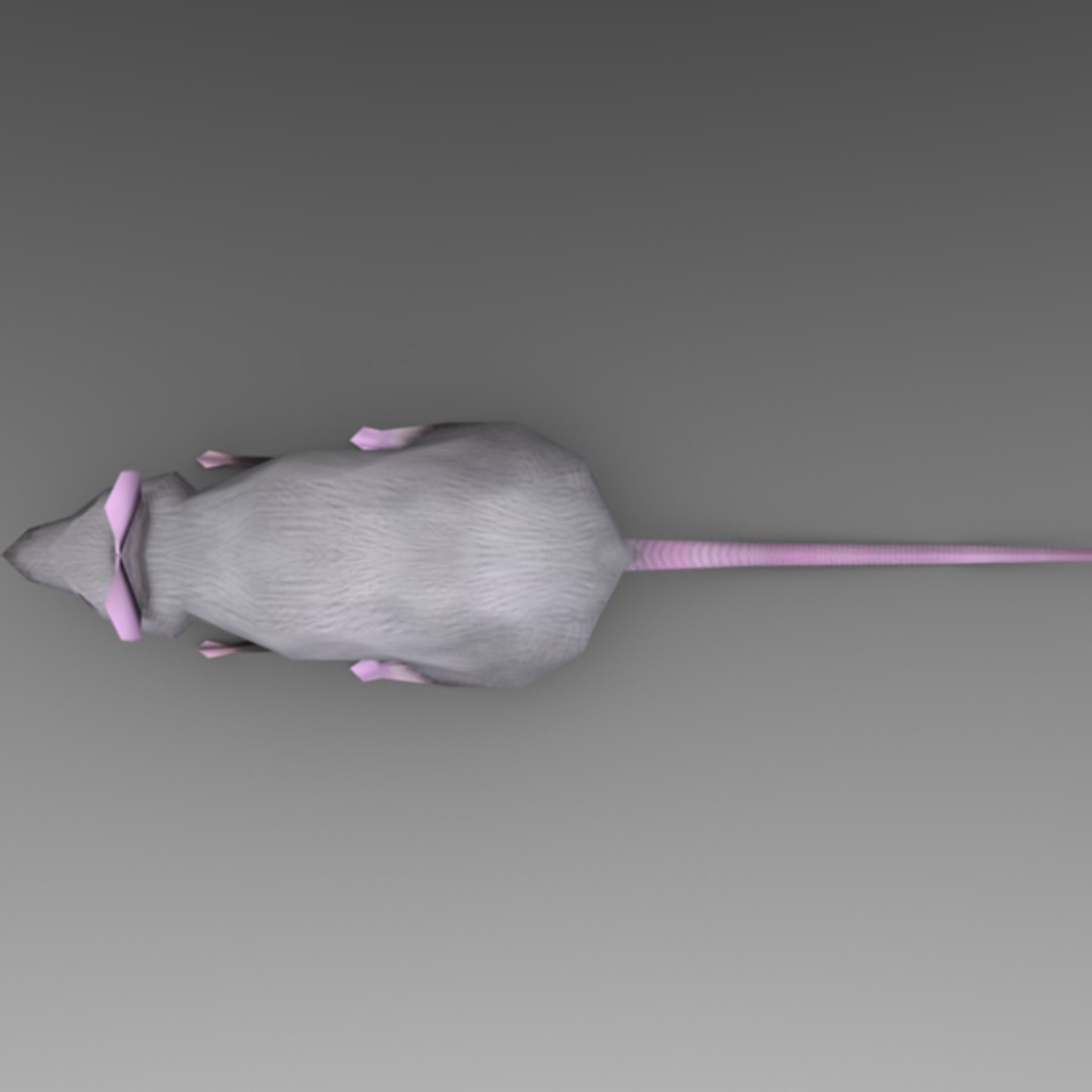 3d Cute Rat Animations